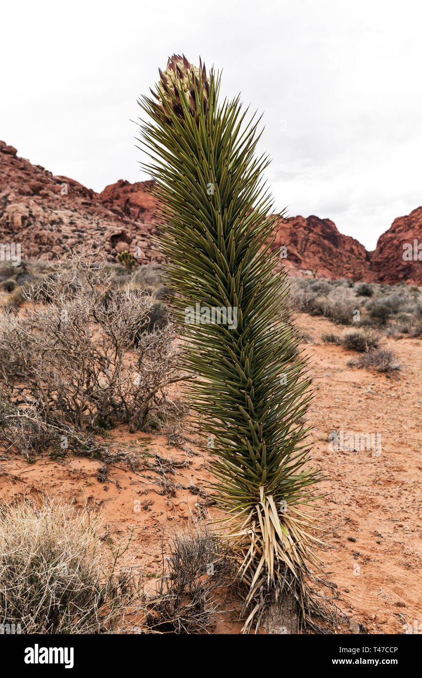 Yucca plant in bloom at Red Rock Canyon in Nevada, nature in desert ...