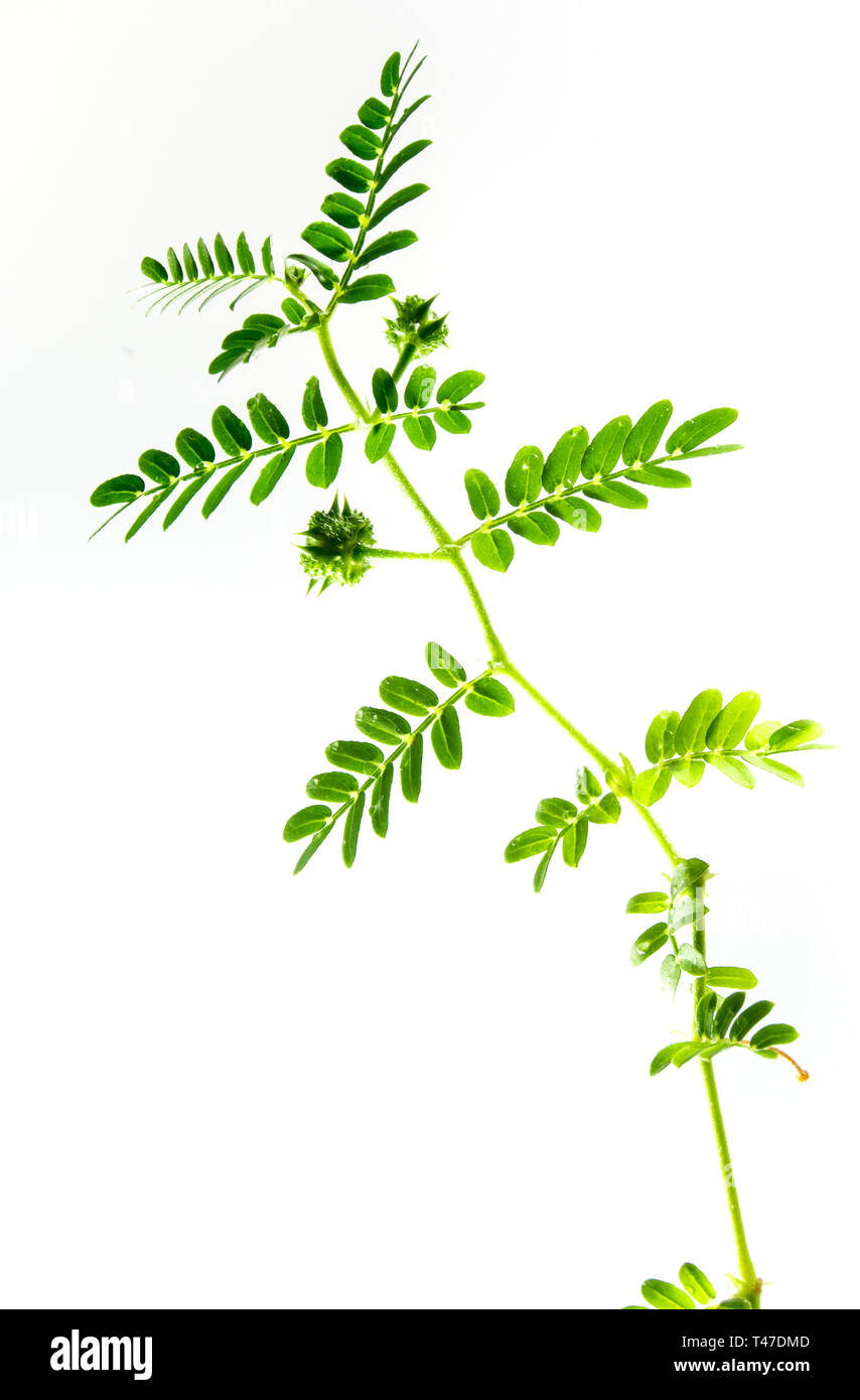 Weed plant small beautiful Cut Out Stock Images & Pictures - Alamy