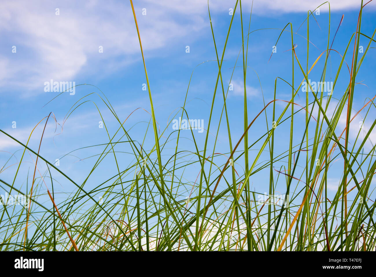 Thatch Grass High Resolution Stock Photography and Images - Alamy