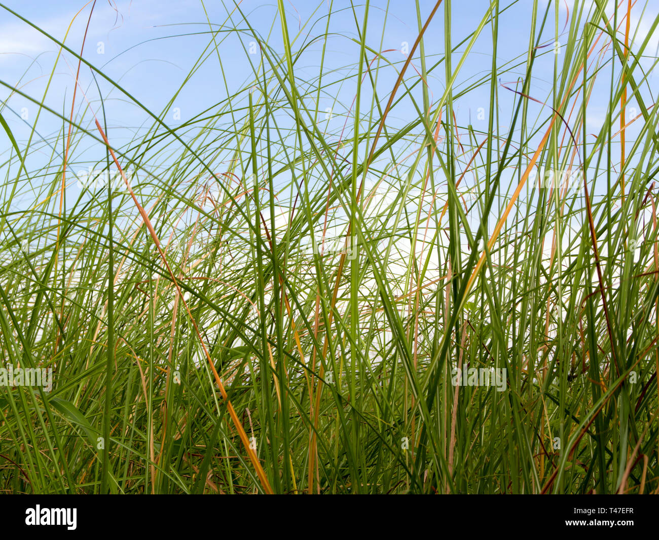 Vetiver grass hi-res stock photography and images - Alamy