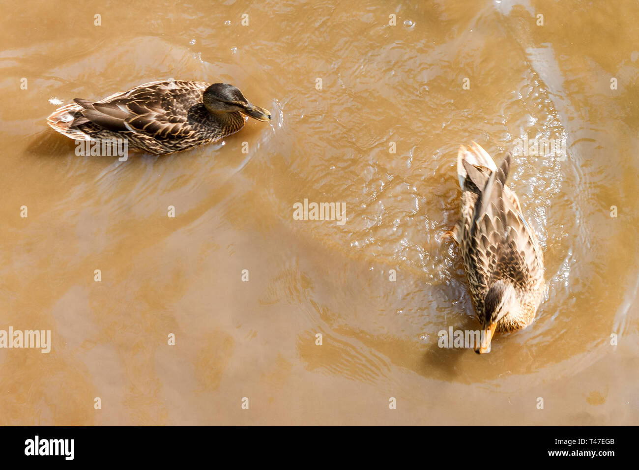 A group of brown ducks swimming in the water in a river Stock Photo - Alamy
