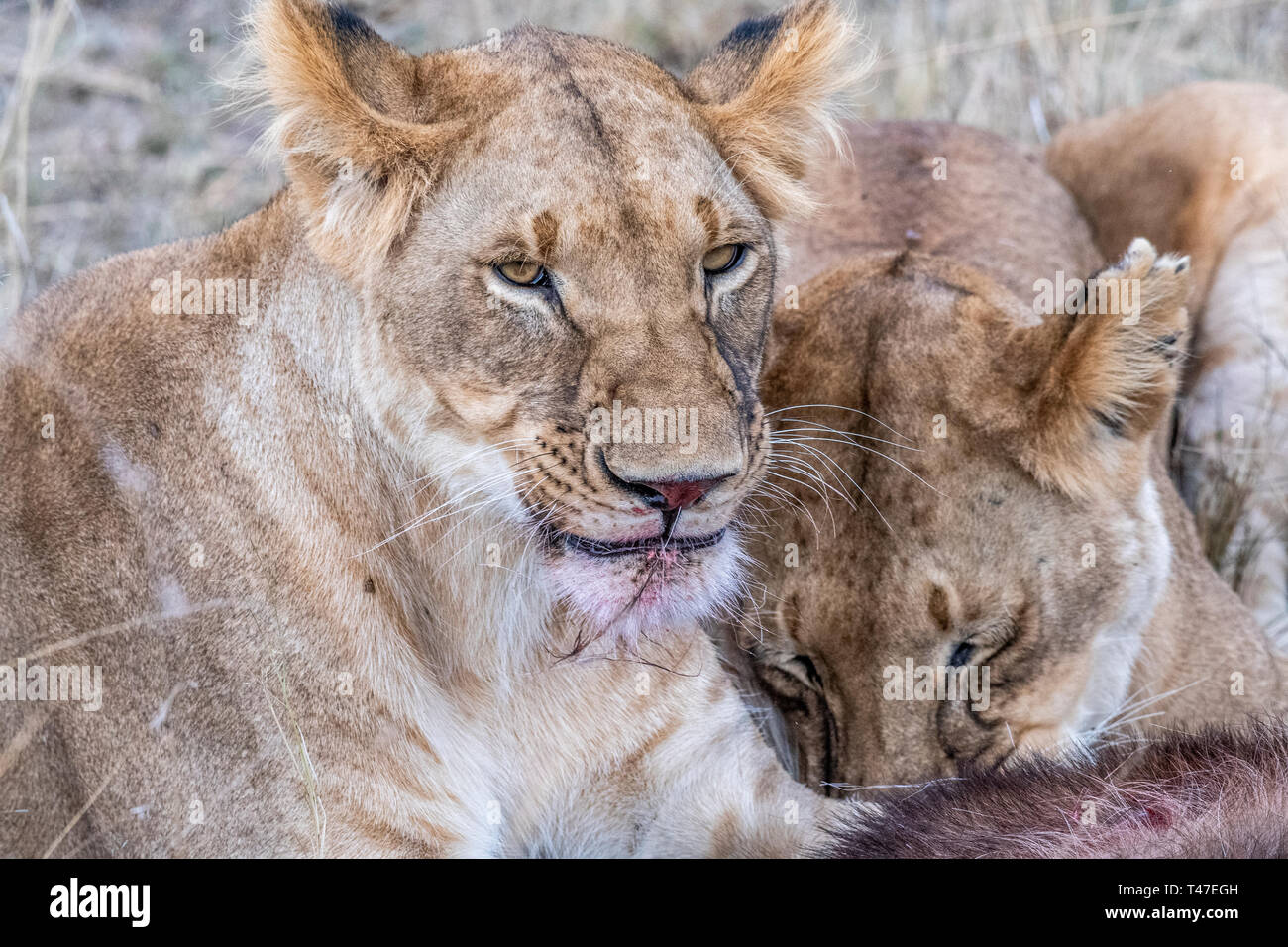 Two lioness eating the flesh of waterbuck in Maasai Mara triangle after ...
