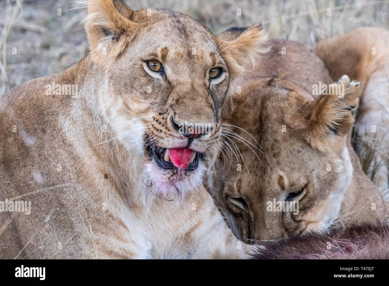 Two lioness eating the flesh of waterbuck in Maasai Mara triangle after ...