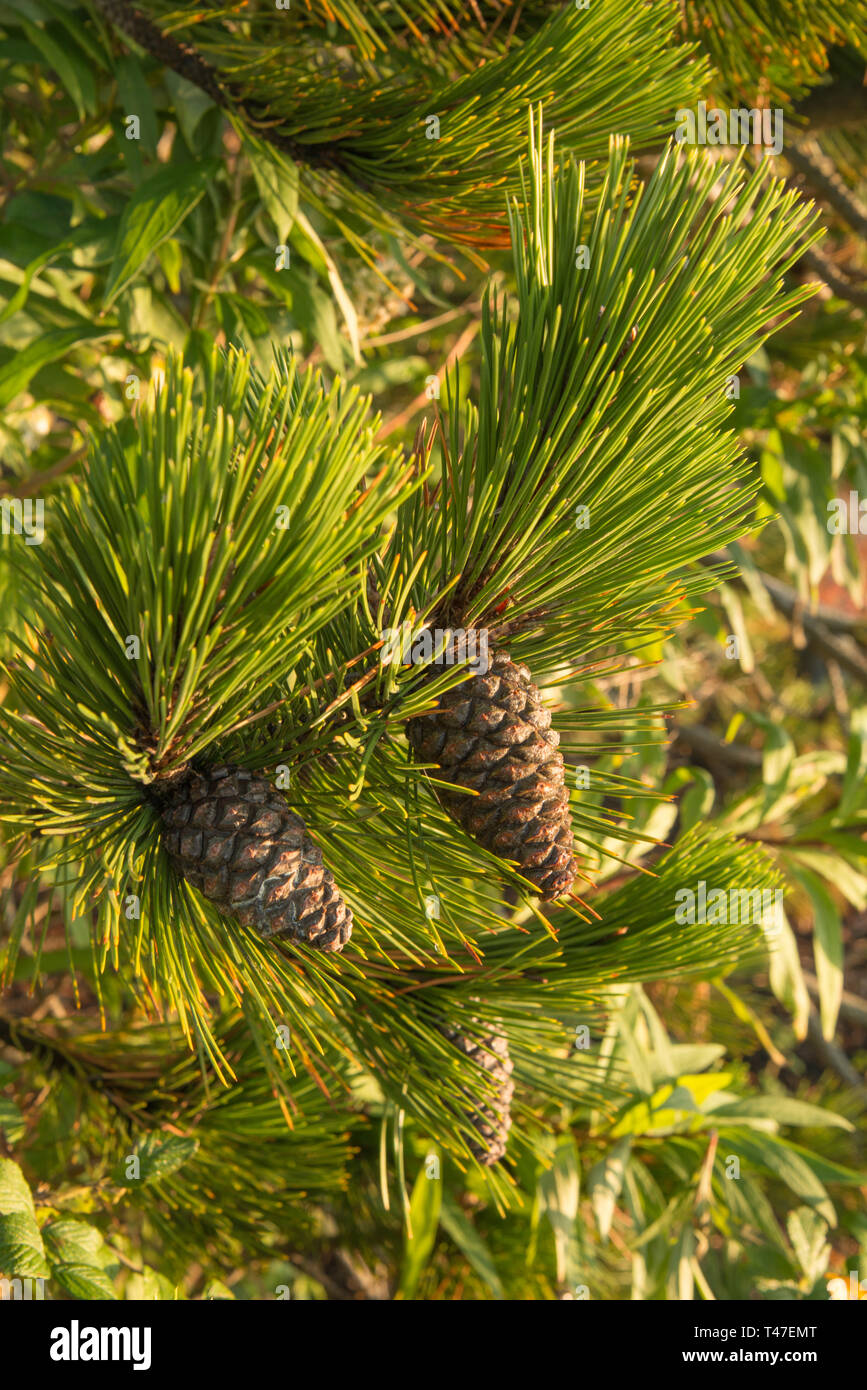 Evergreen Tree with Pine Cones Stock Photo - Alamy