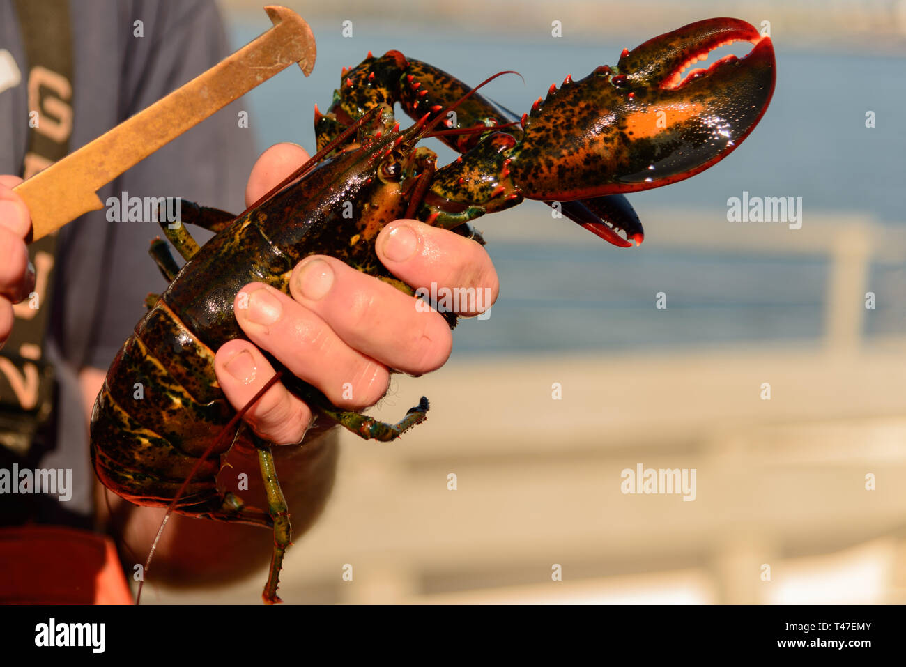 Shellfish measuring hi-res stock photography and images - Alamy