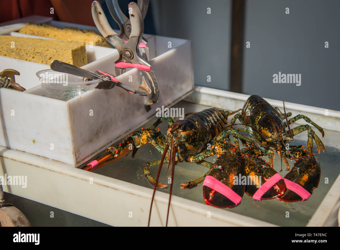 Lobstering tools hi-res stock photography and images - Alamy