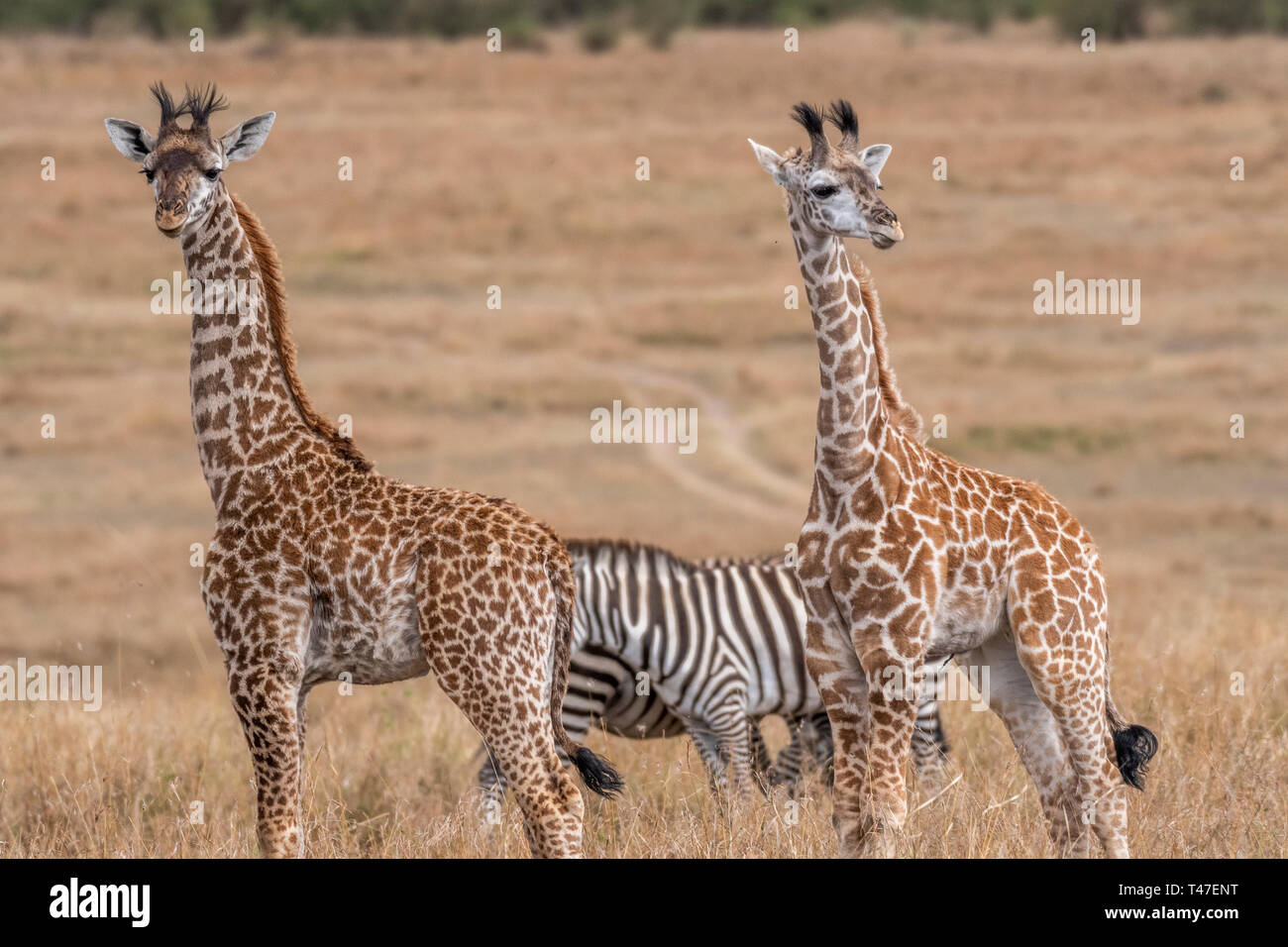 Giraffes walking in savanna at day light in Maasai Mara, Africa Stock ...