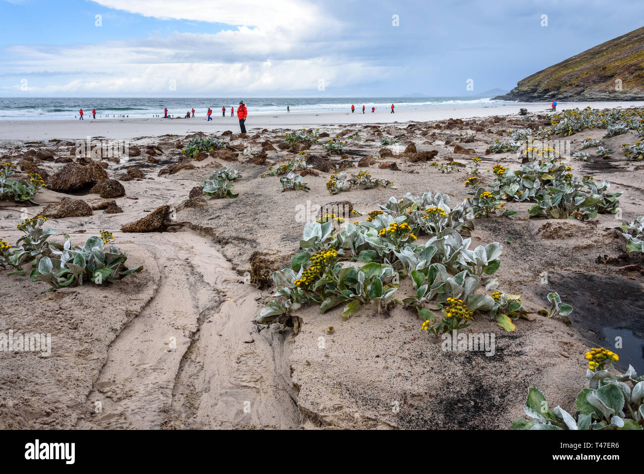 Tourist destination landscape, West Falkland island beach scene with ...
