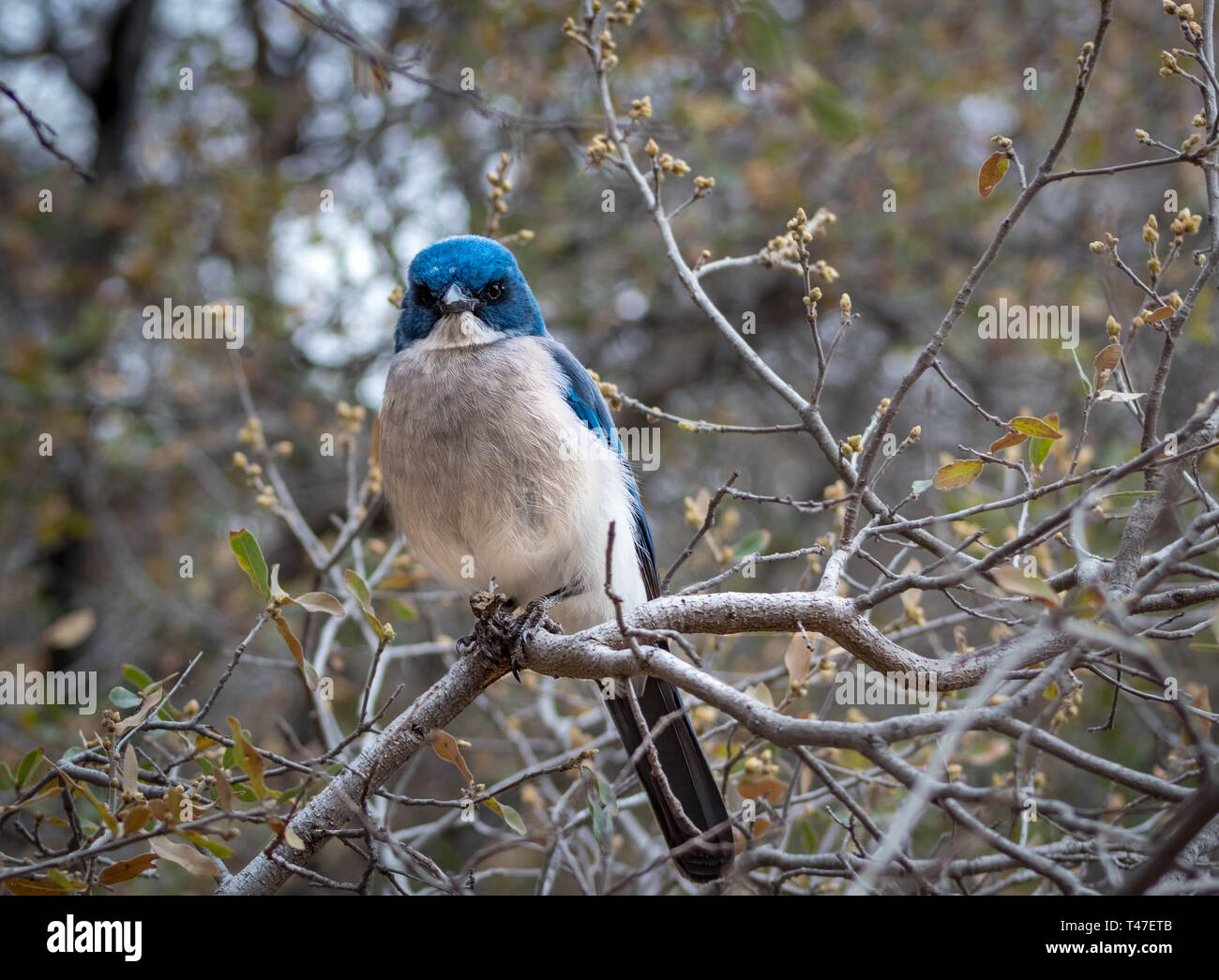 Mexican jay big bend national park hi-res stock photography and images - Alamy