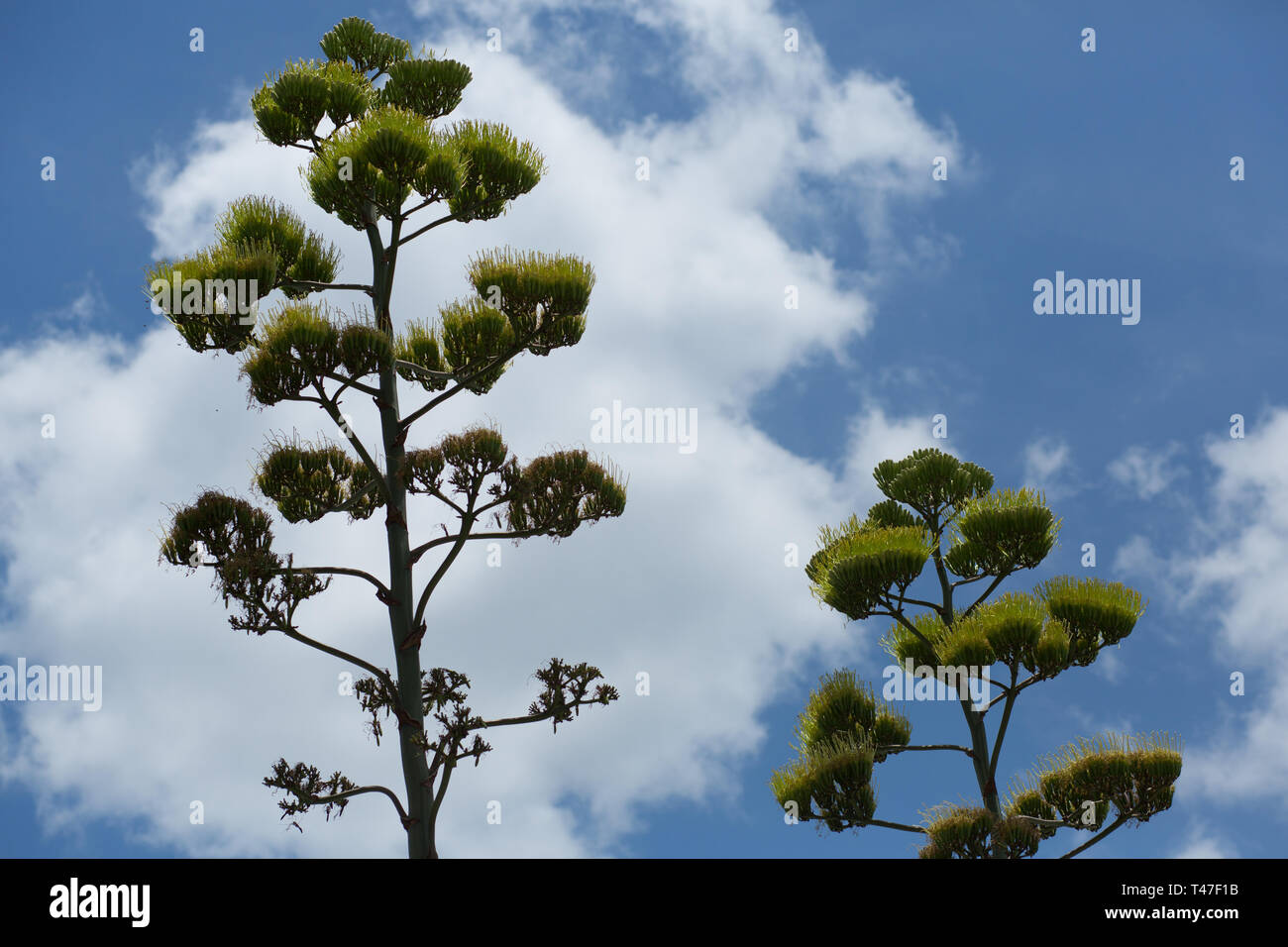 Agave plants hi-res stock photography and images - Alamy
