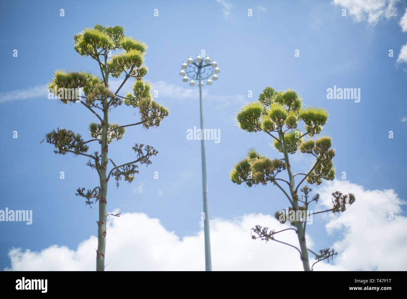 Agave bloom texas hi-res stock photography and images - Alamy