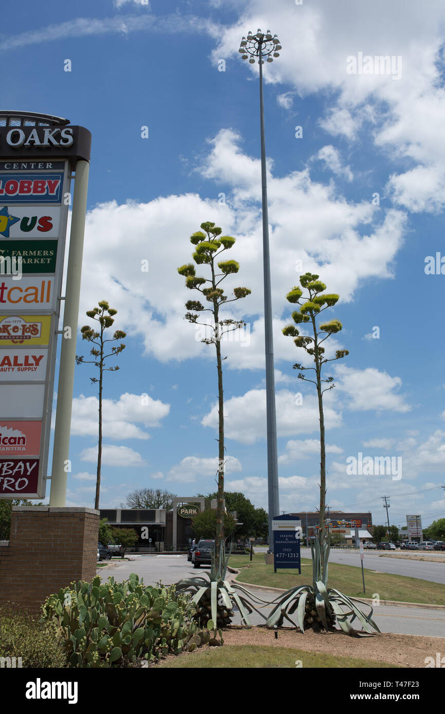 Blooming agave plants rise skyward, like a tall street lamp in Austin ...