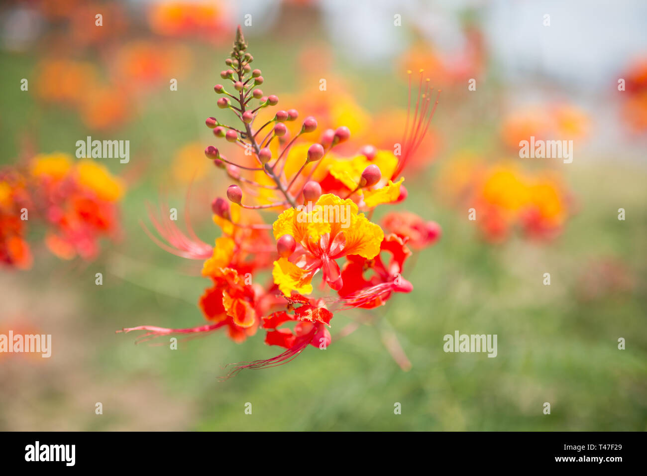 Pride of Barbados flower Stock Photo - Alamy