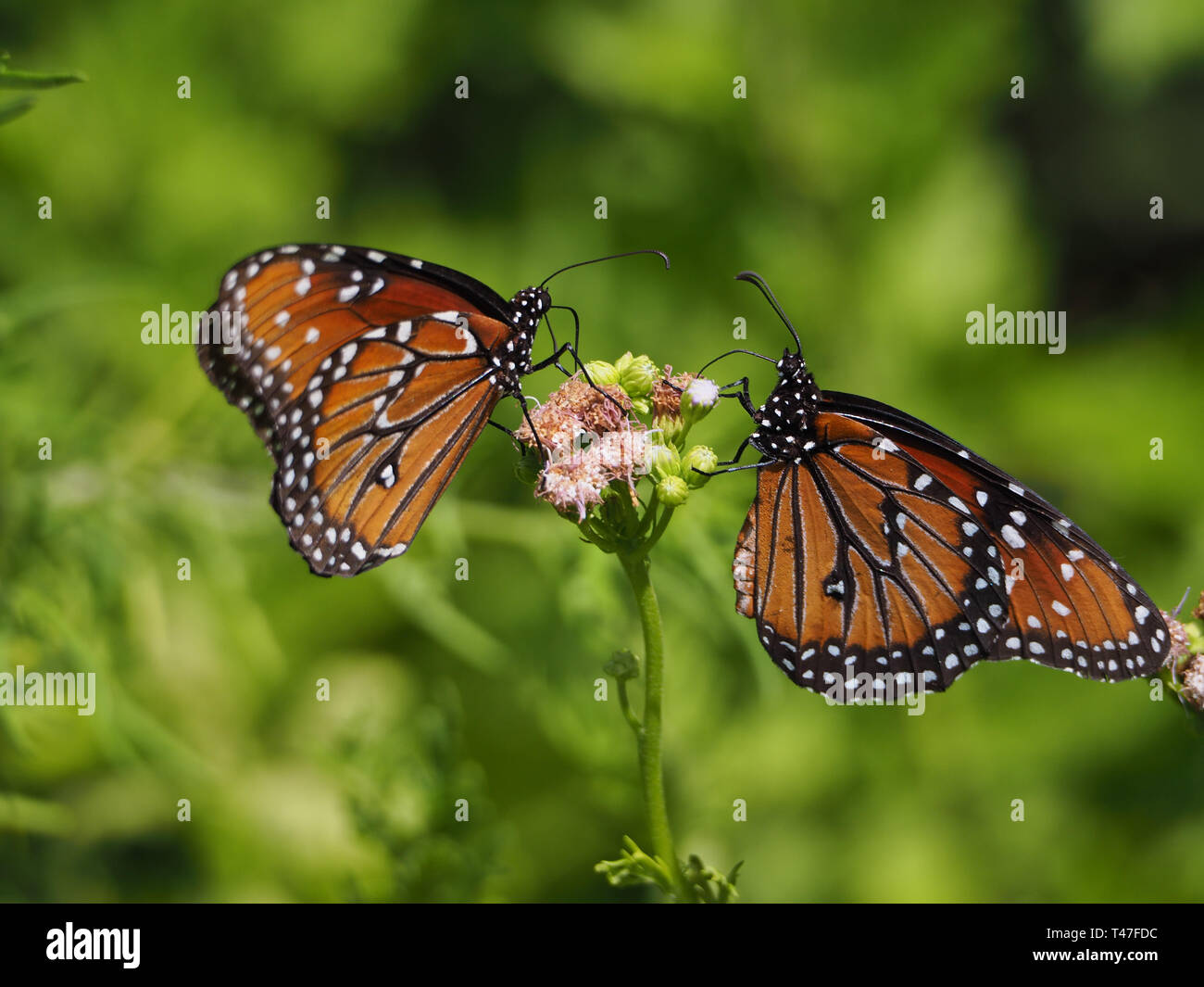 Monarch butterflies feed on floewrs in Austin, Texas Stock Photo - Alamy
