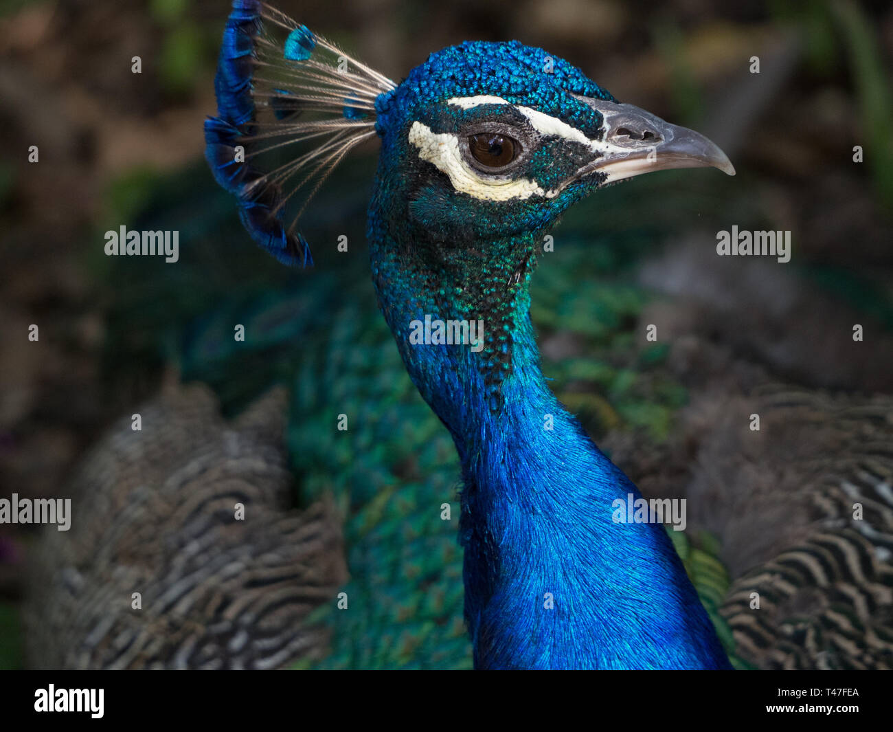 Closeup of a peacock's face Stock Photo - Alamy