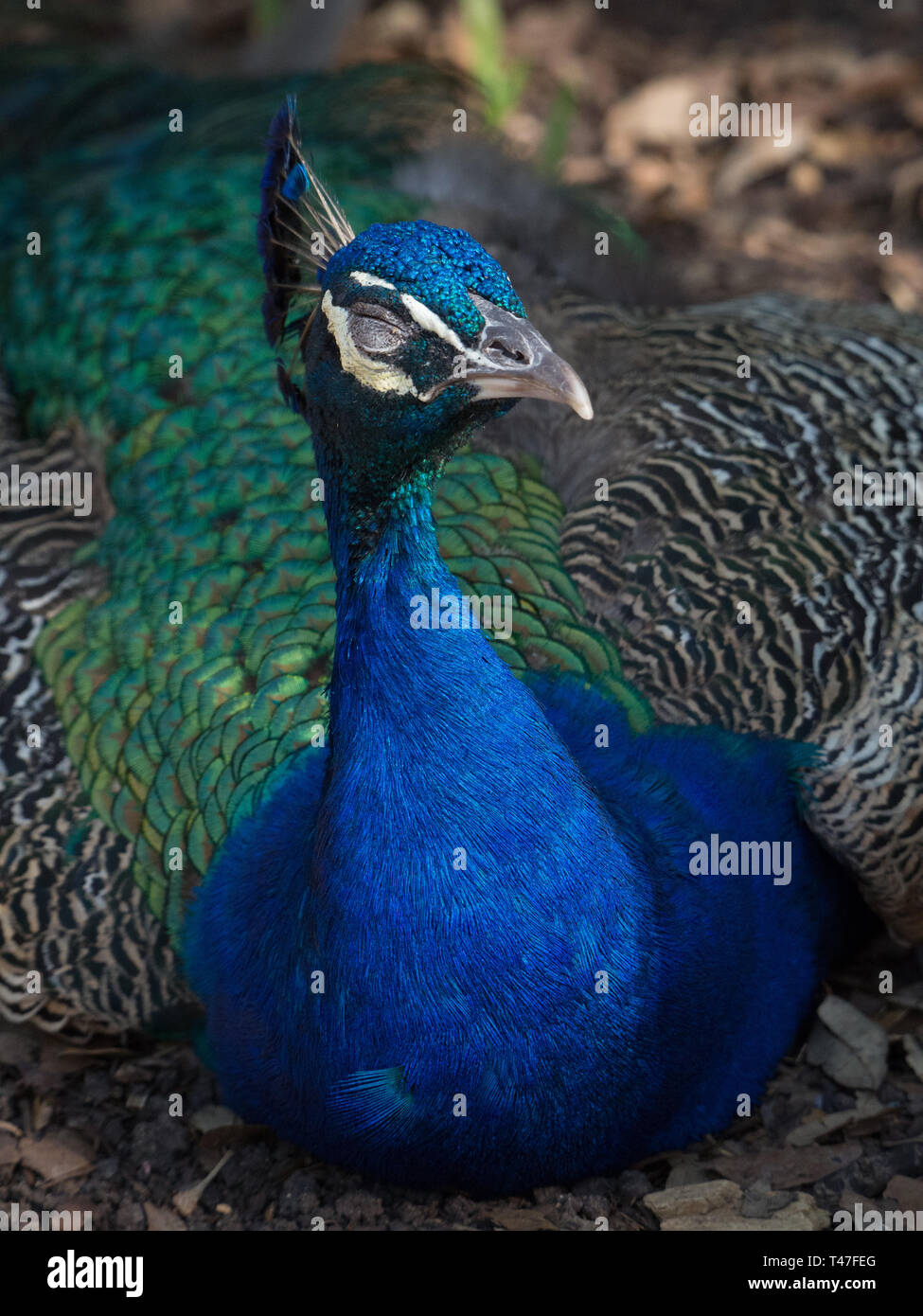 Eyes of the peacock hi-res stock photography and images - Alamy