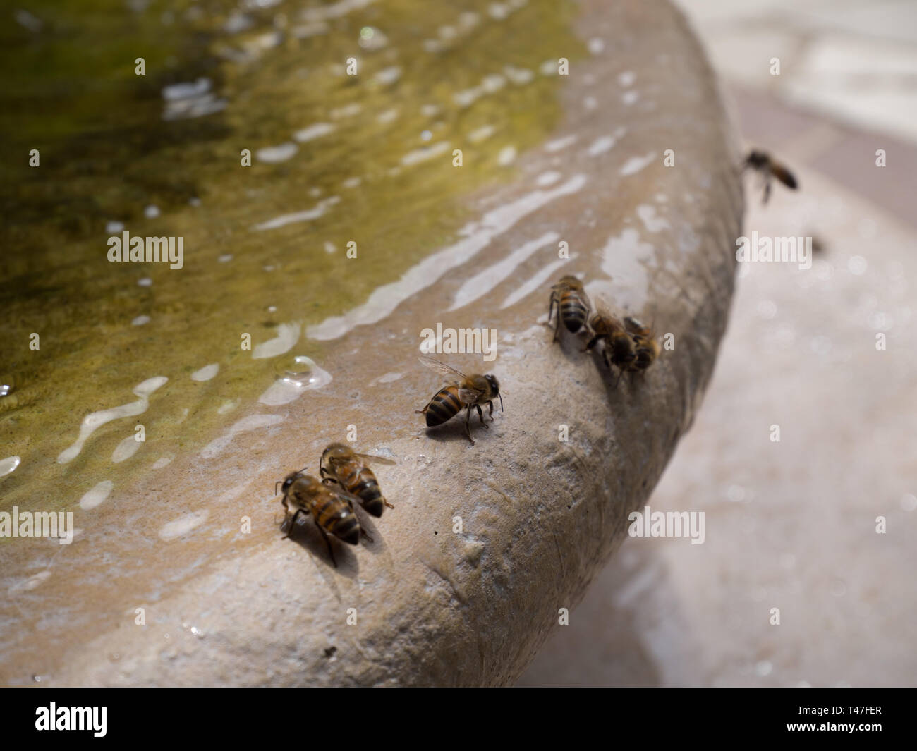 Fountain of bees hi-res stock photography and images - Alamy