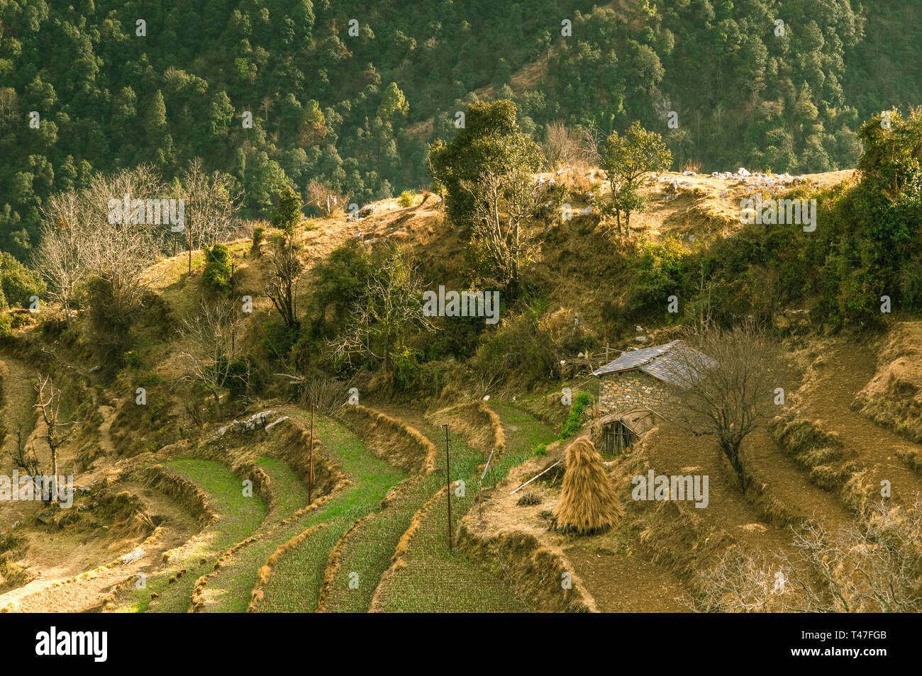 Landscape of Pithragarh,Kumaon , Uttarakhand Stock Photo - Alamy