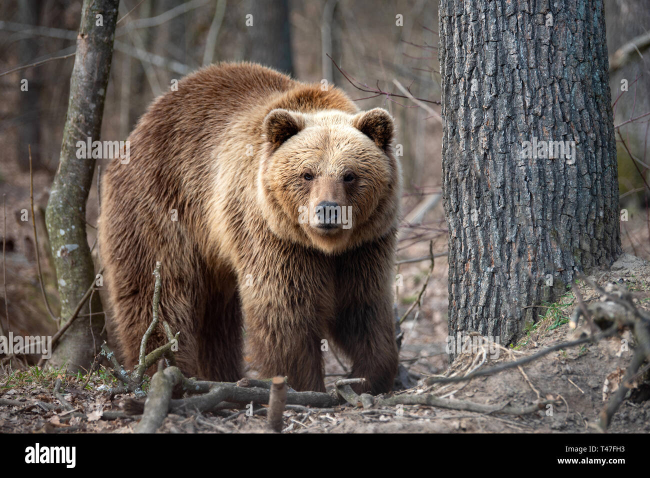 Brown bear in spring hi-res stock photography and images - Alamy