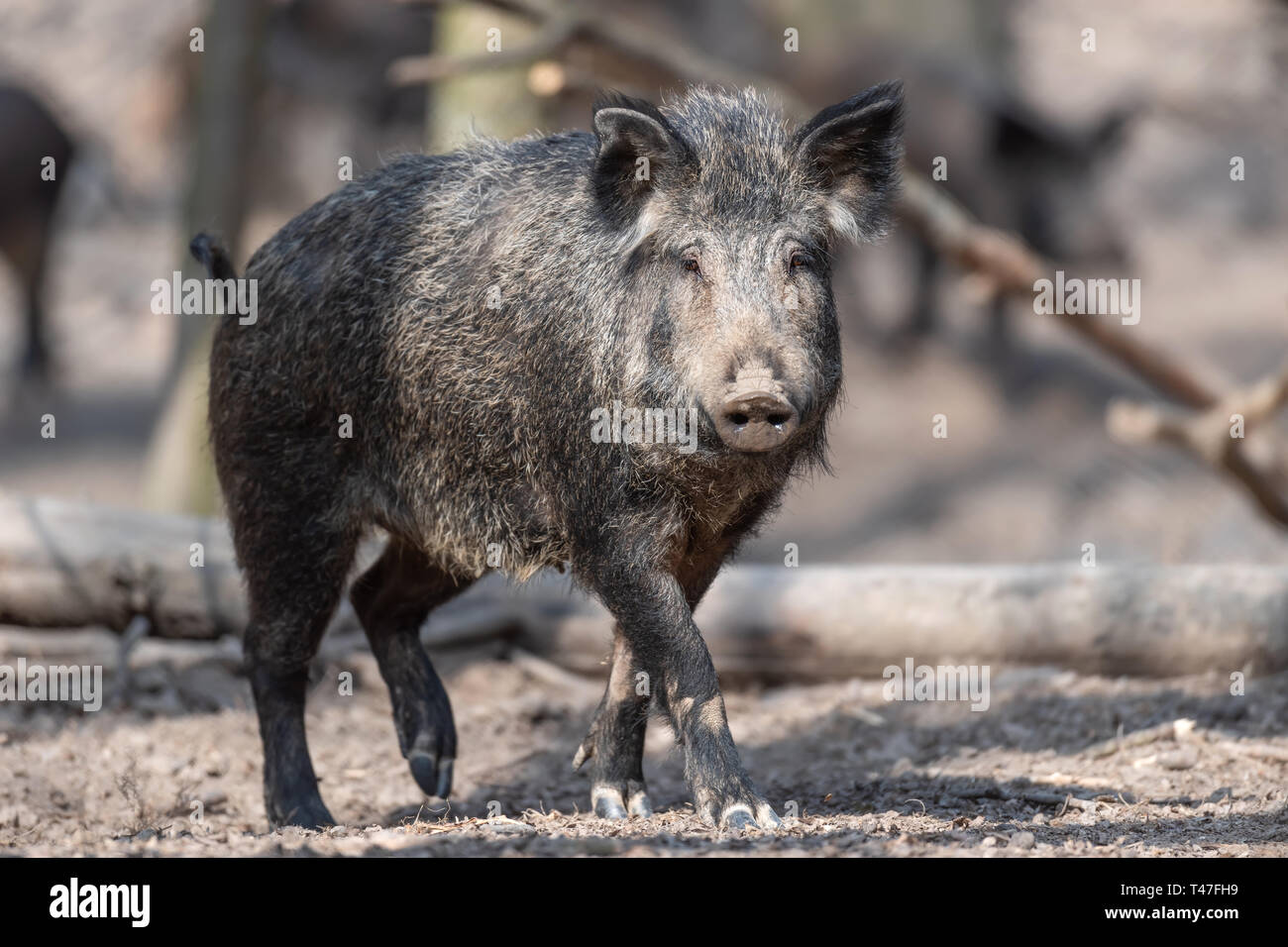 Wild boar male in the forest, (sus scrofa Stock Photo - Alamy