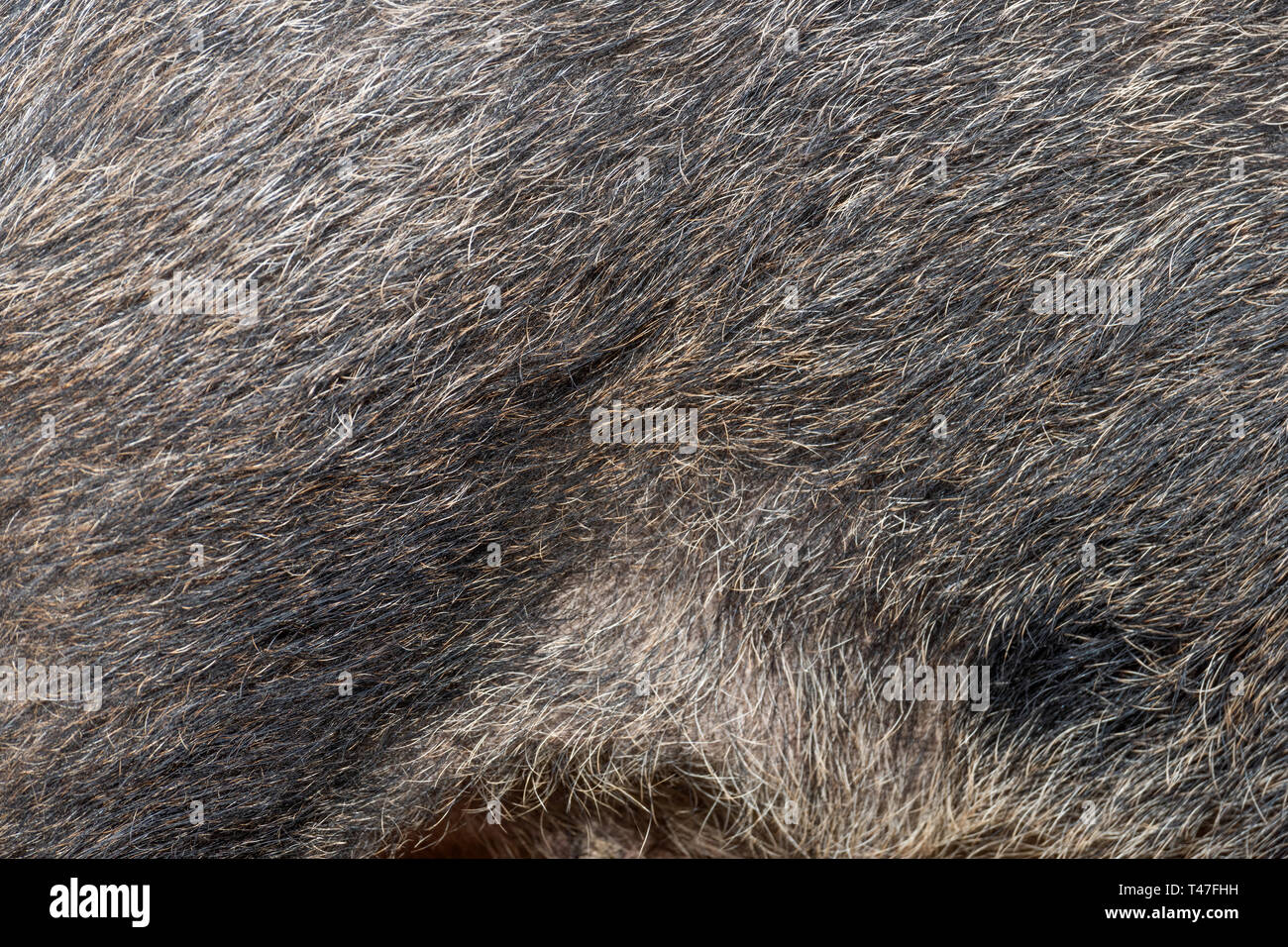 Close. up wild boar skin texture, (sus scrofa Stock Photo - Alamy