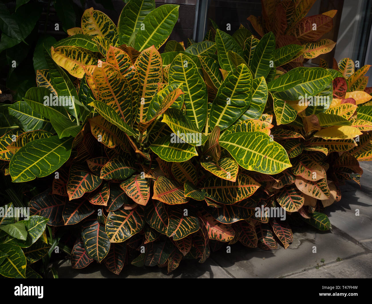 Croton plants in a botanical garden Stock Photo - Alamy