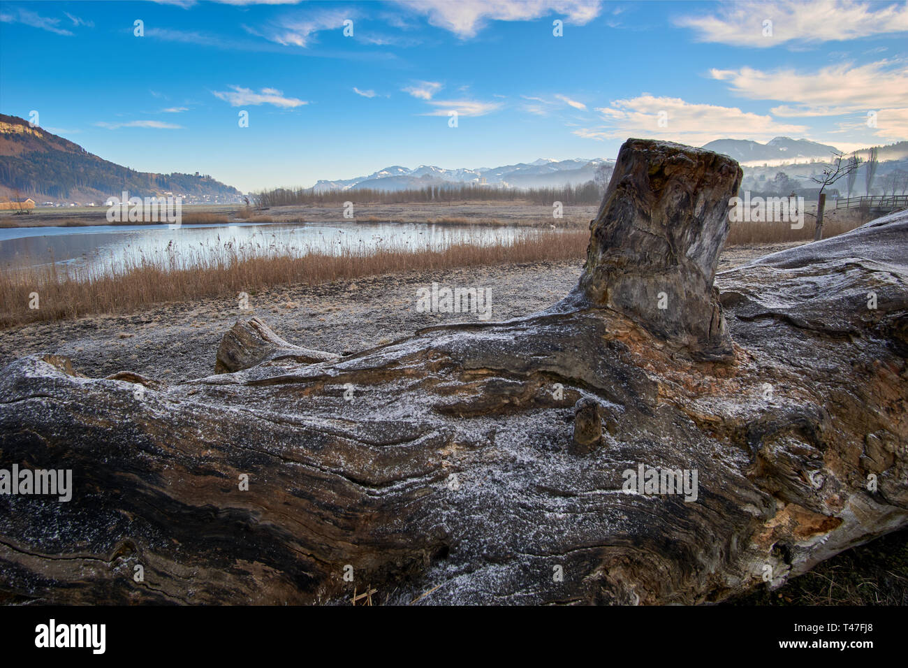Big tree stump lies on the grass in nature Stock Photo - Alamy