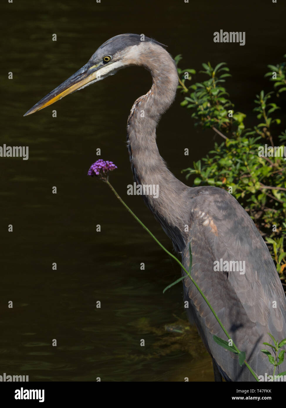 Stalks prey hi-res stock photography and images - Alamy