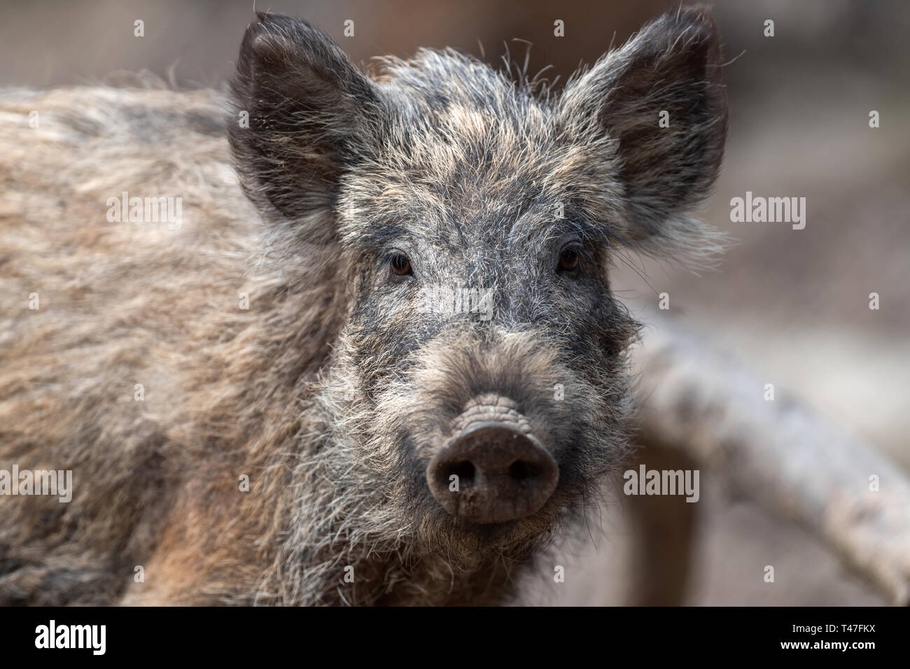 Male Wild Boars Stock Photos & Male Wild Boars Stock Images - Alamy