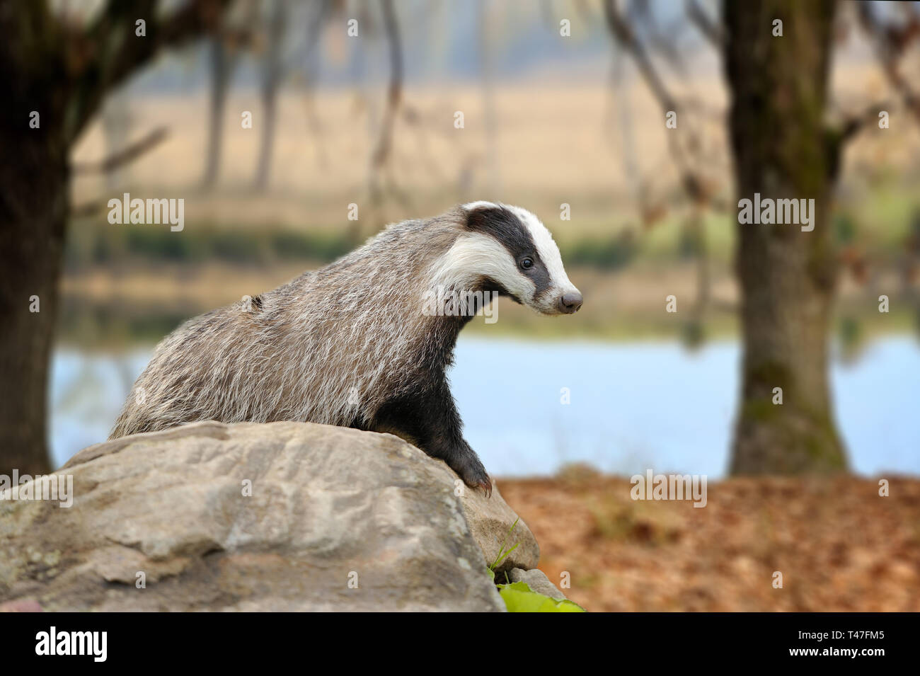 Cute badger uk hi-res stock photography and images - Alamy