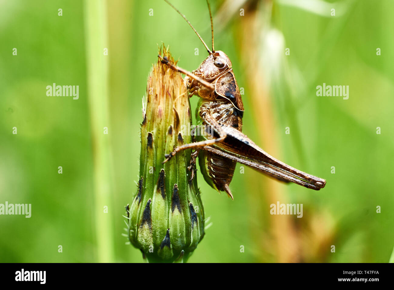 Long hind legs hi-res stock photography and images - Alamy