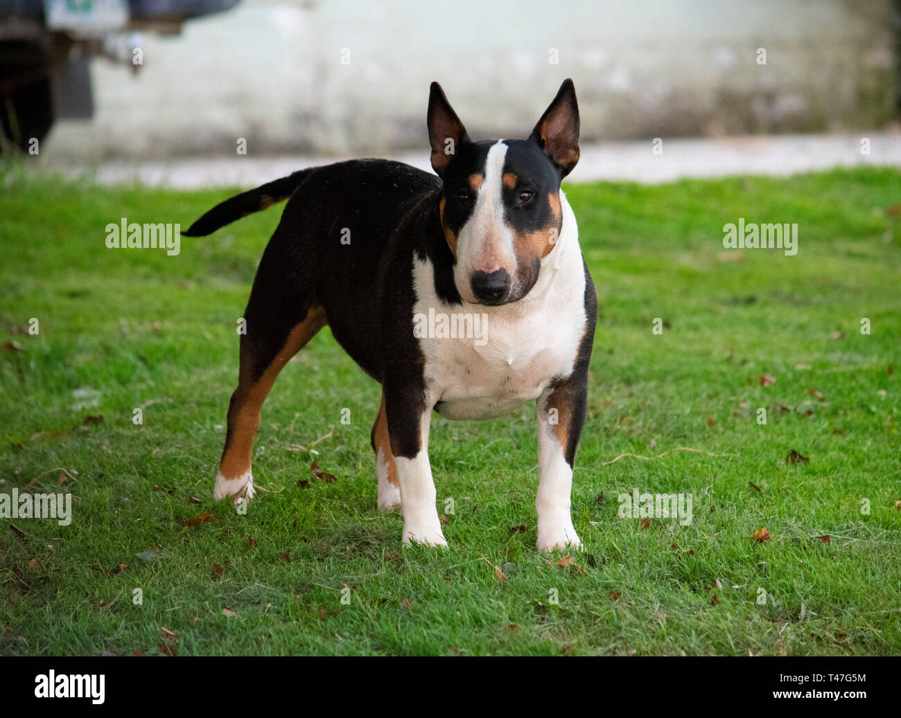 Elsa the English Bull Terrier Stock Photo - Alamy