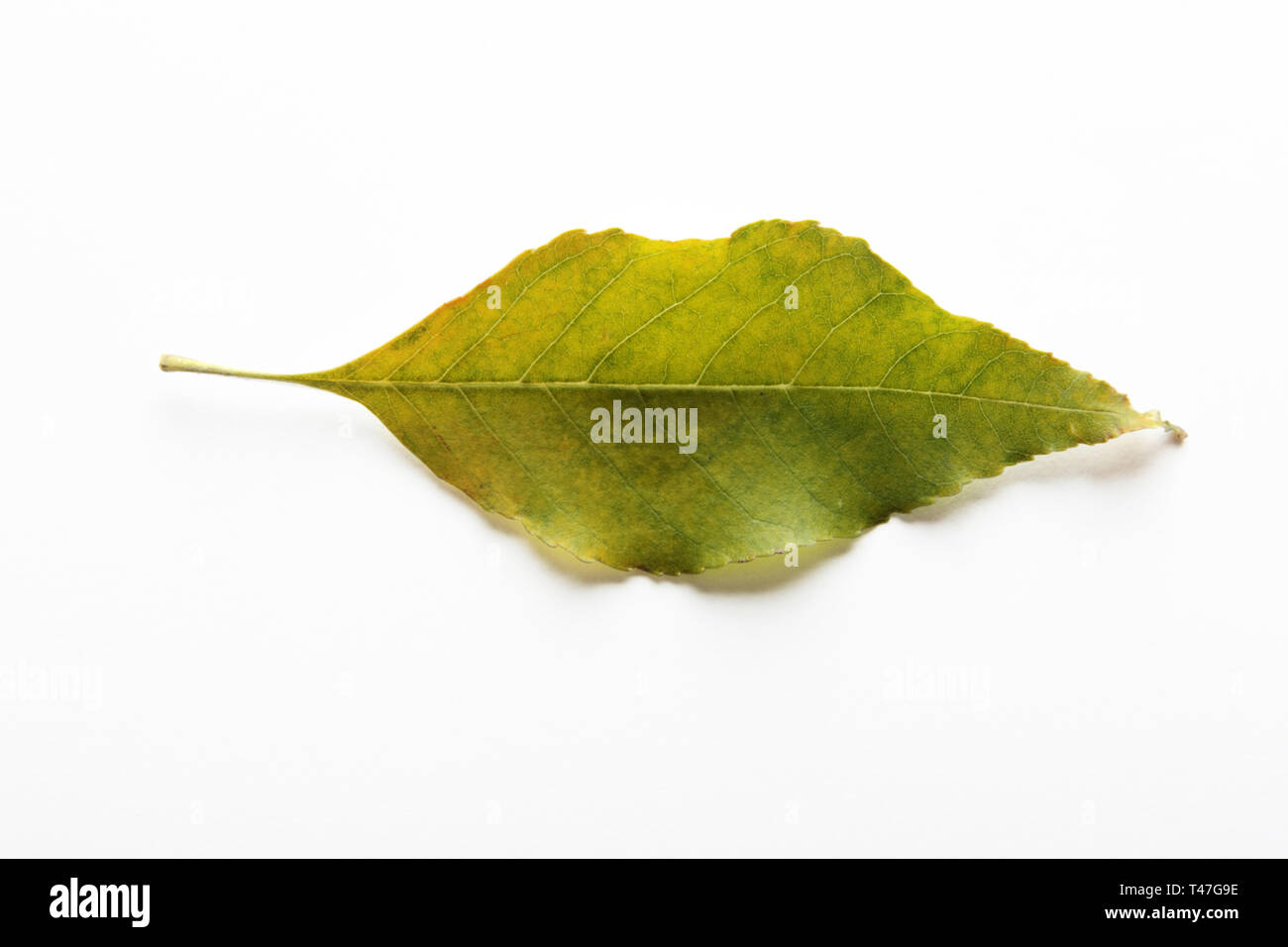 Autumn oak leaves seamless Cut Out Stock Images & Pictures - Alamy