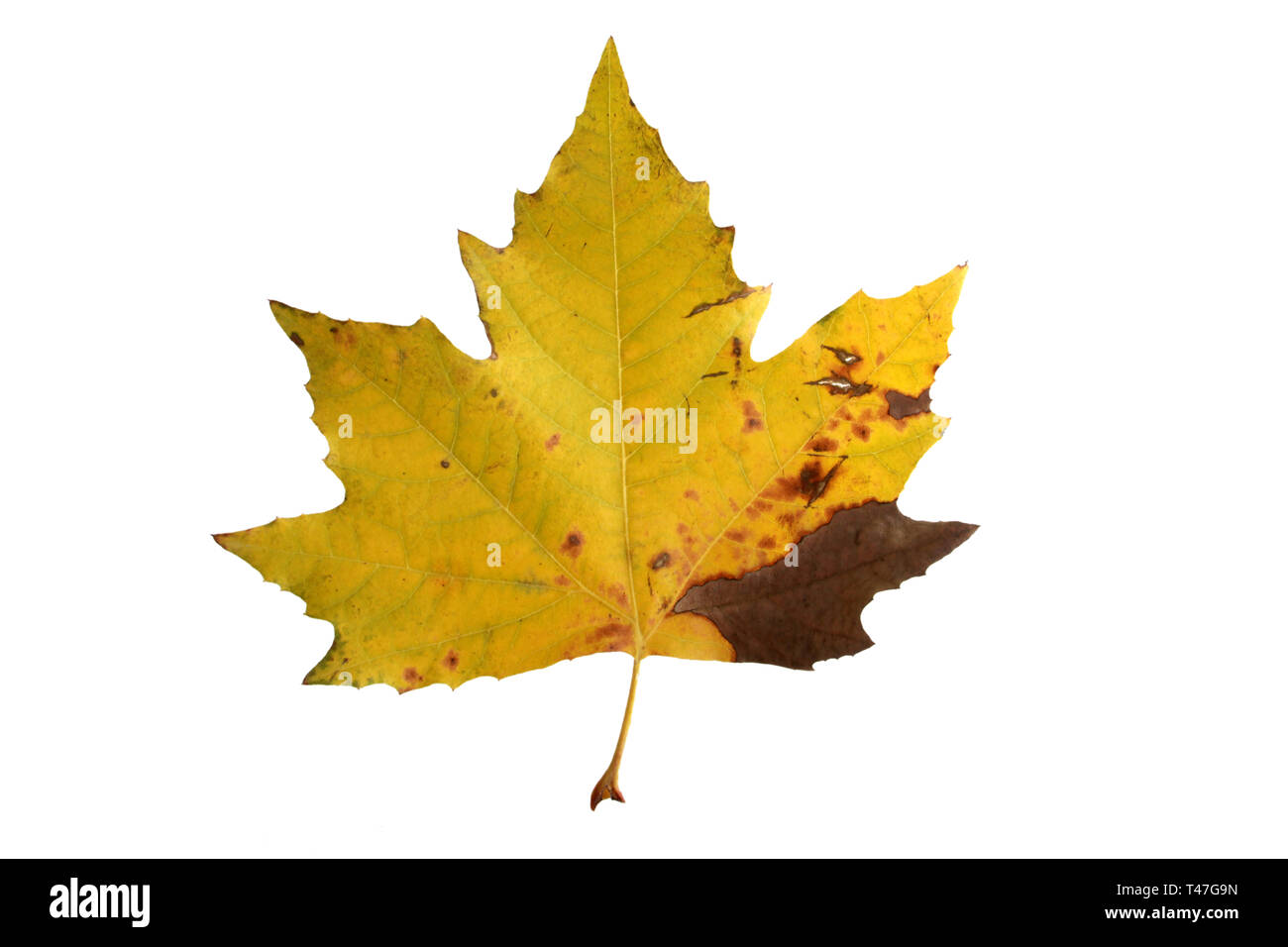 Autumn oak leaves seamless Cut Out Stock Images & Pictures - Alamy