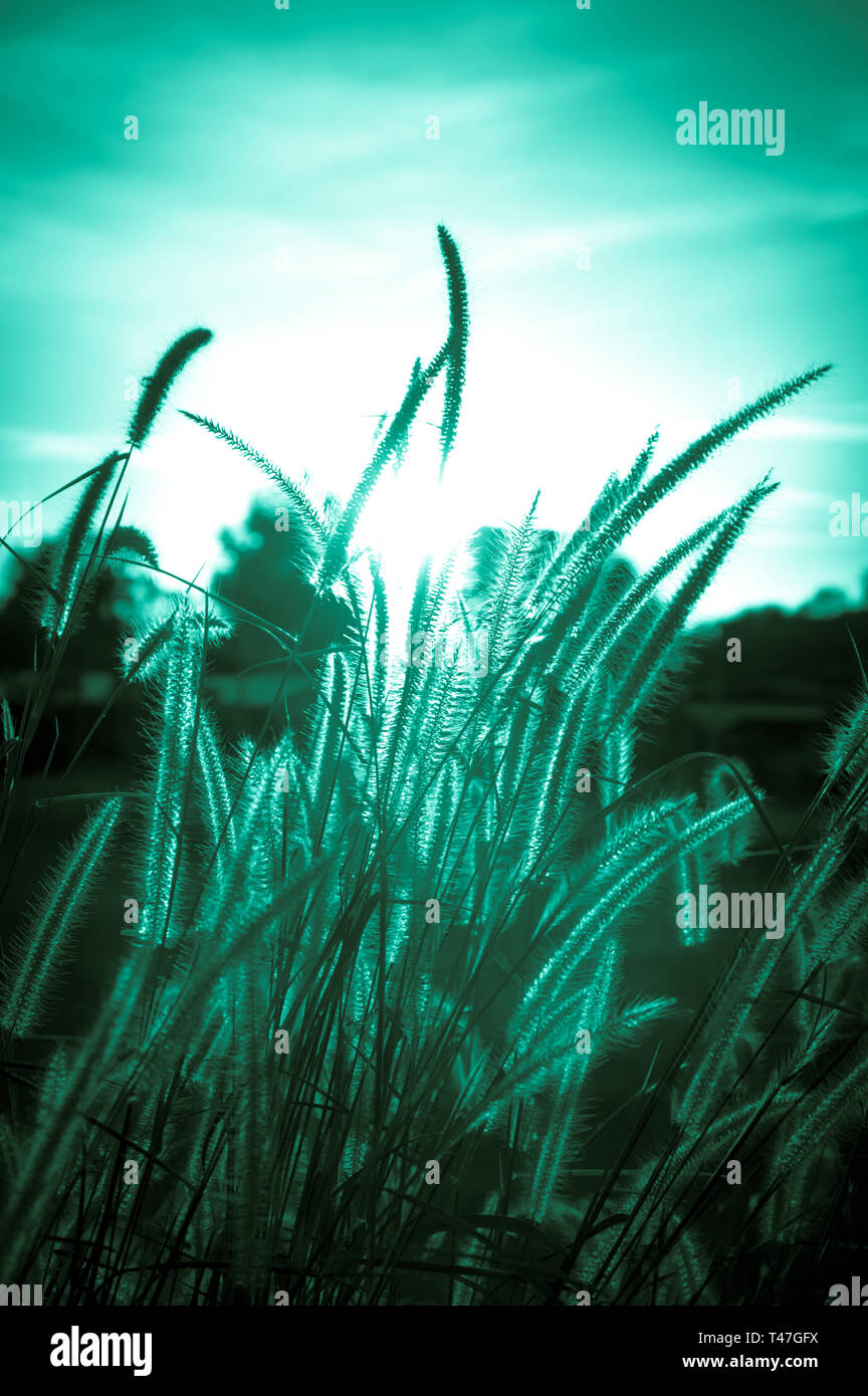 Blue tone color filtered of flowering grass Stock Photo - Alamy
