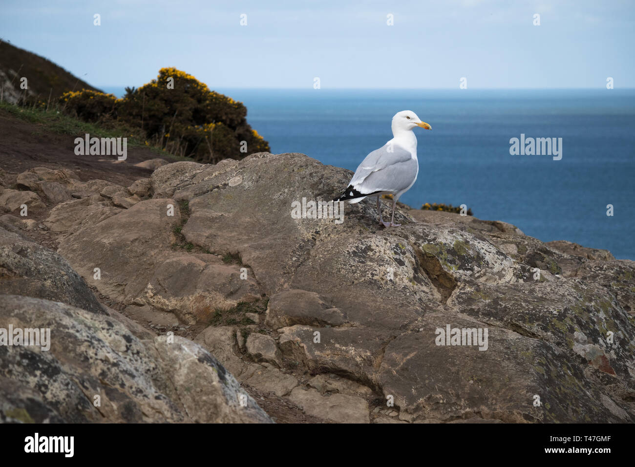 A seagull on the Irish coast at Howth Stock Photo - Alamy