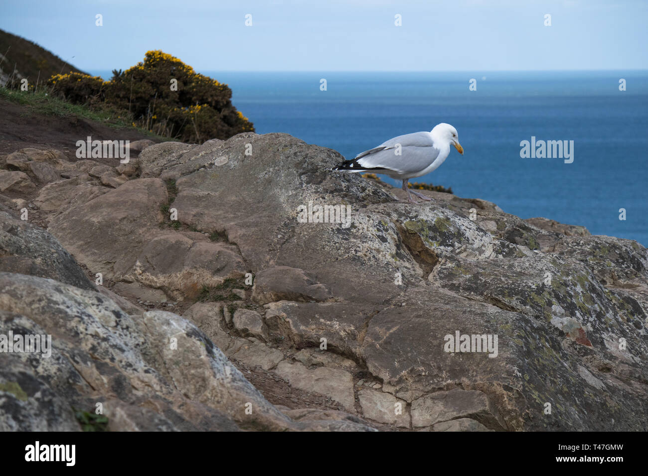 Seagull on irish beach hi-res stock photography and images - Alamy