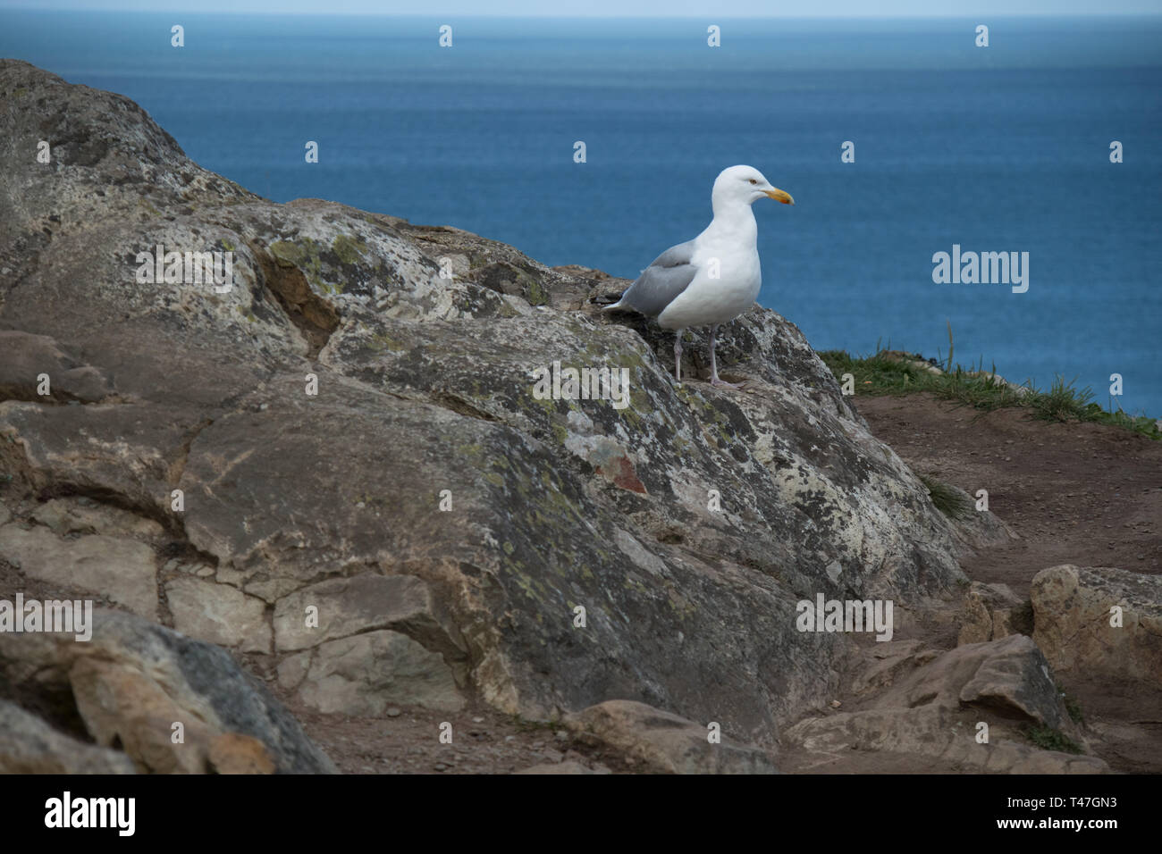 A seagull on the Irish coast at Howth Stock Photo - Alamy