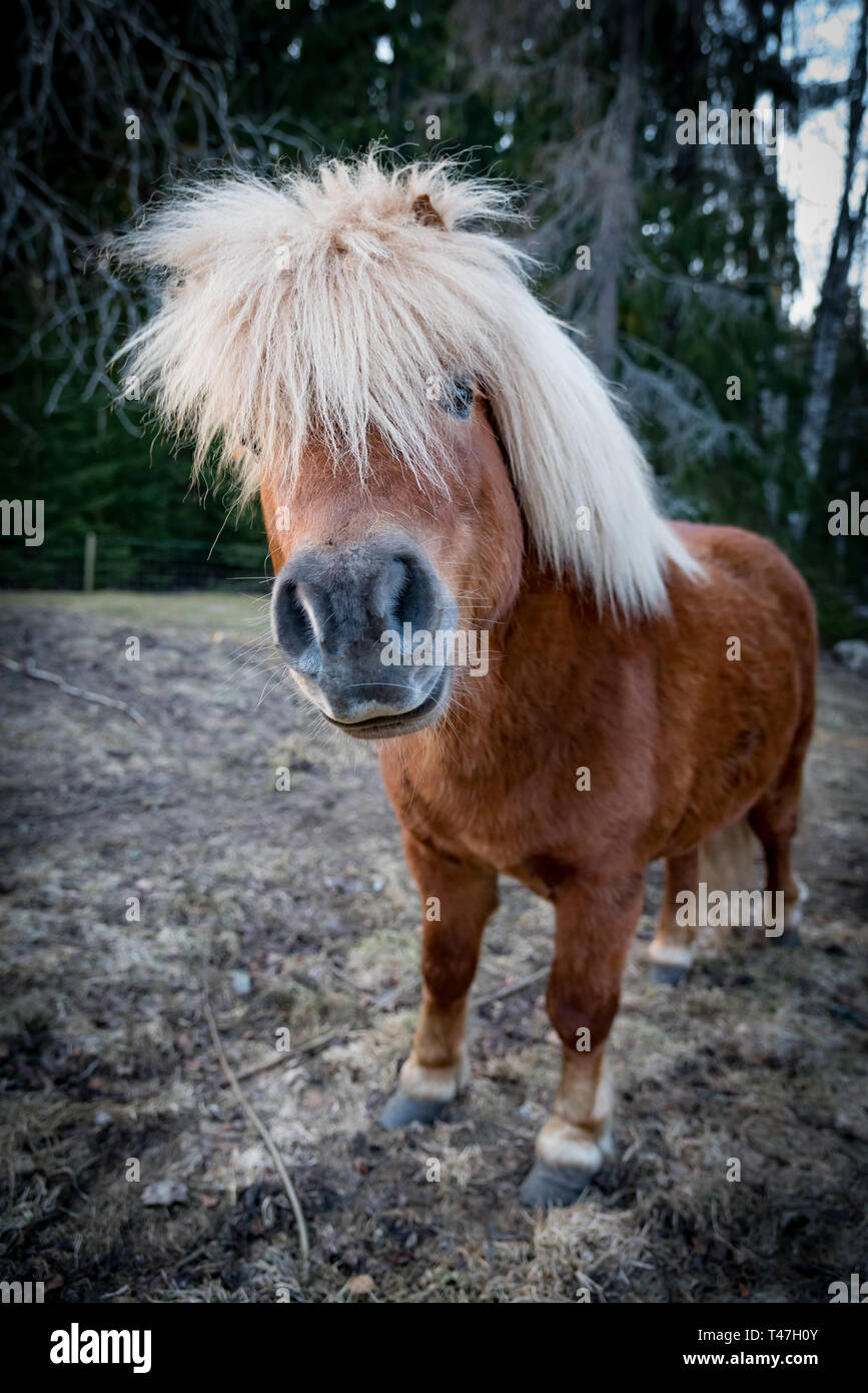 cute little shetland pony in evening light Sweden april 2019 Stock ...