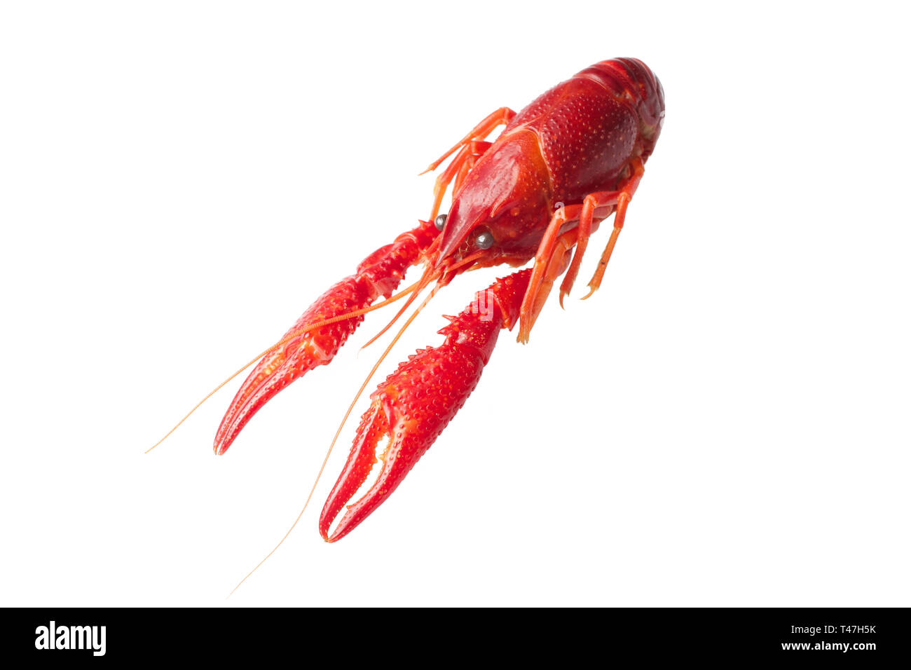 Boiled red crawfish isolated on white background Stock Photo - Alamy