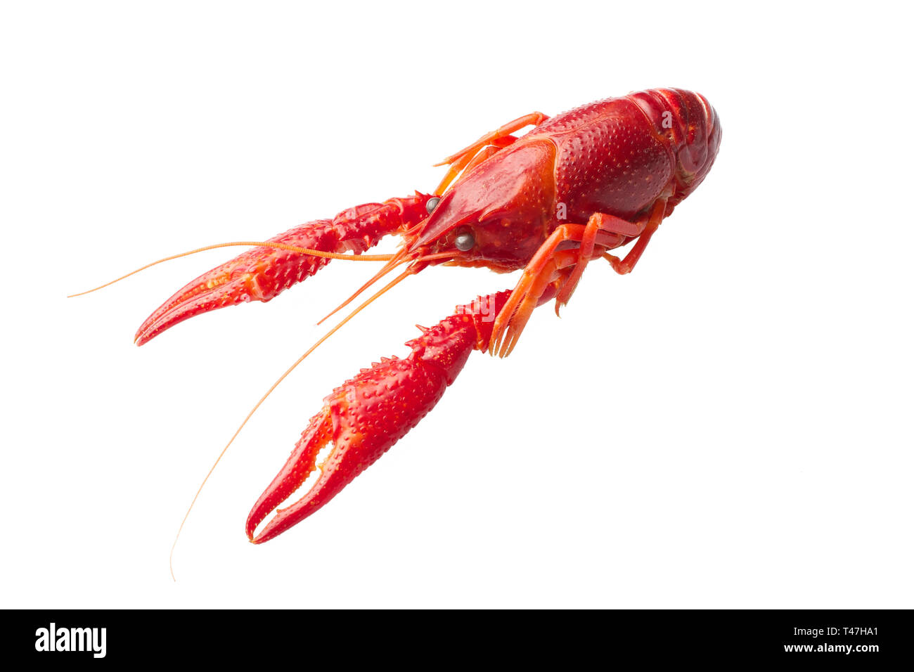 Boiled red crawfish isolated on white background Stock Photo - Alamy