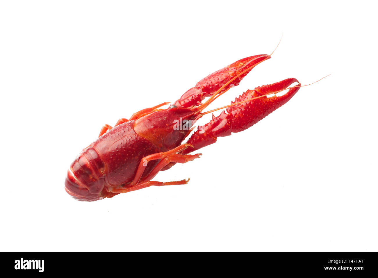 Boiled red crawfish isolated on white background Stock Photo - Alamy