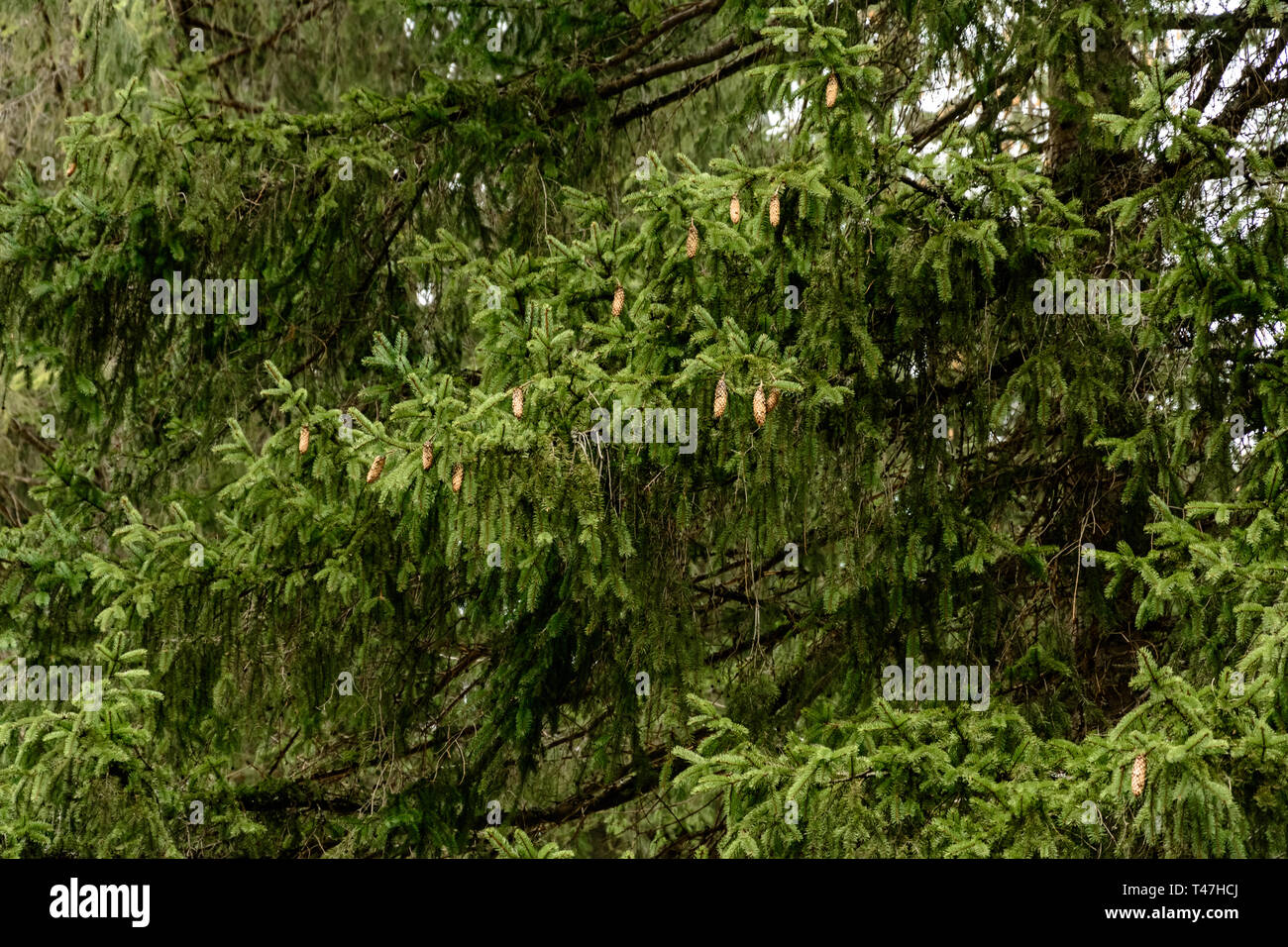 Detailed texture of conifer forest on hill close up, Background of tree ...