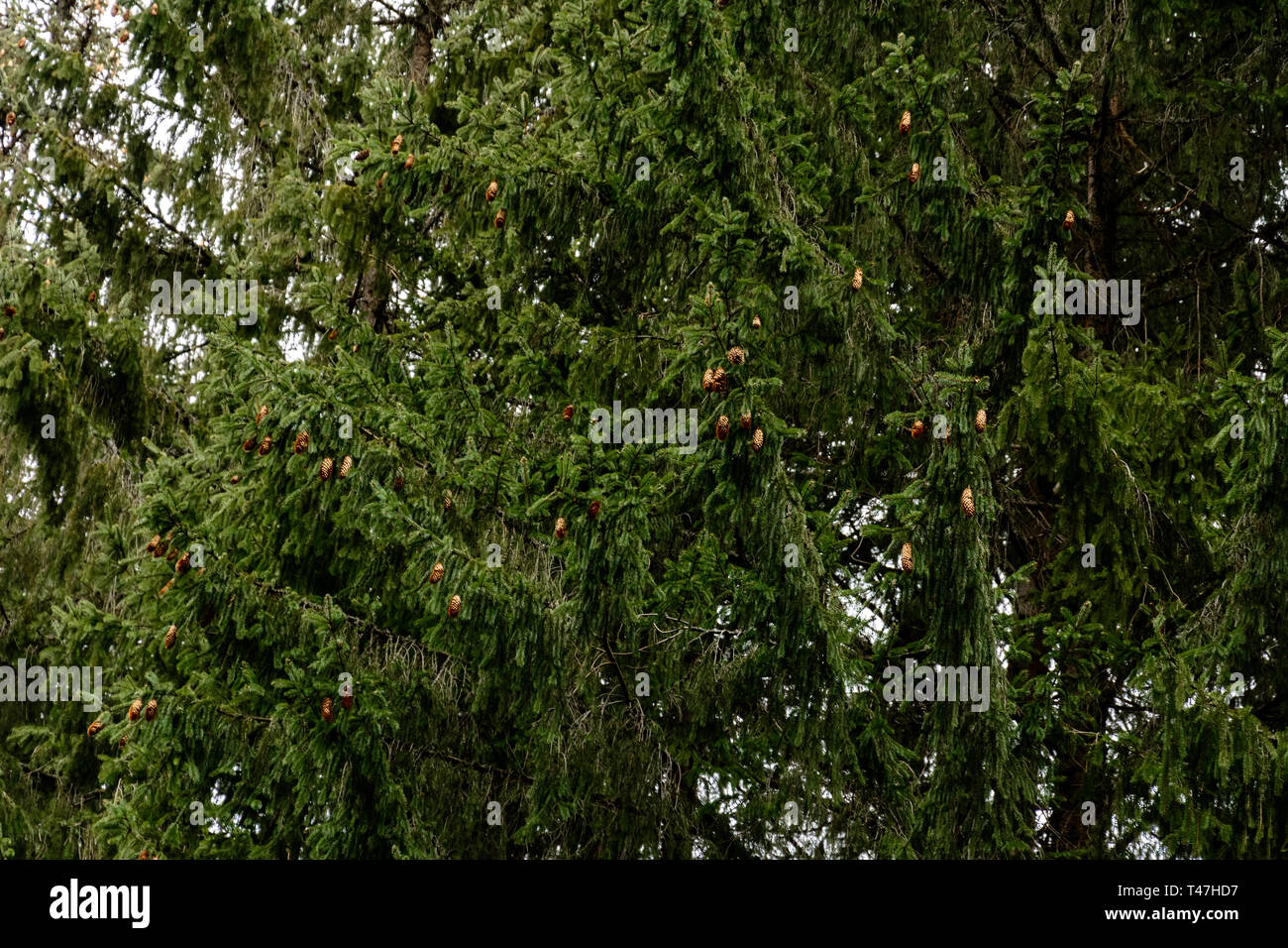 Detailed texture of conifer forest on hill close up, Background of tree ...
