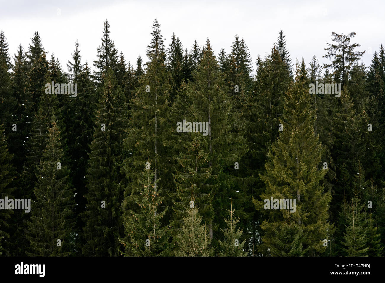 Detailed texture of conifer forest on hill close up, Background of tree ...