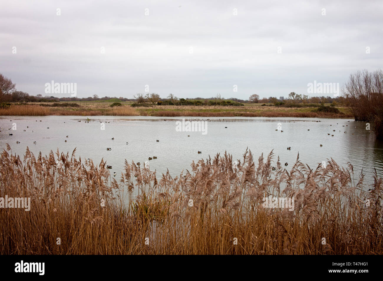 Rye Harbour Nature Reserve, Rye, East Sussex, England, UK Stock Photo ...