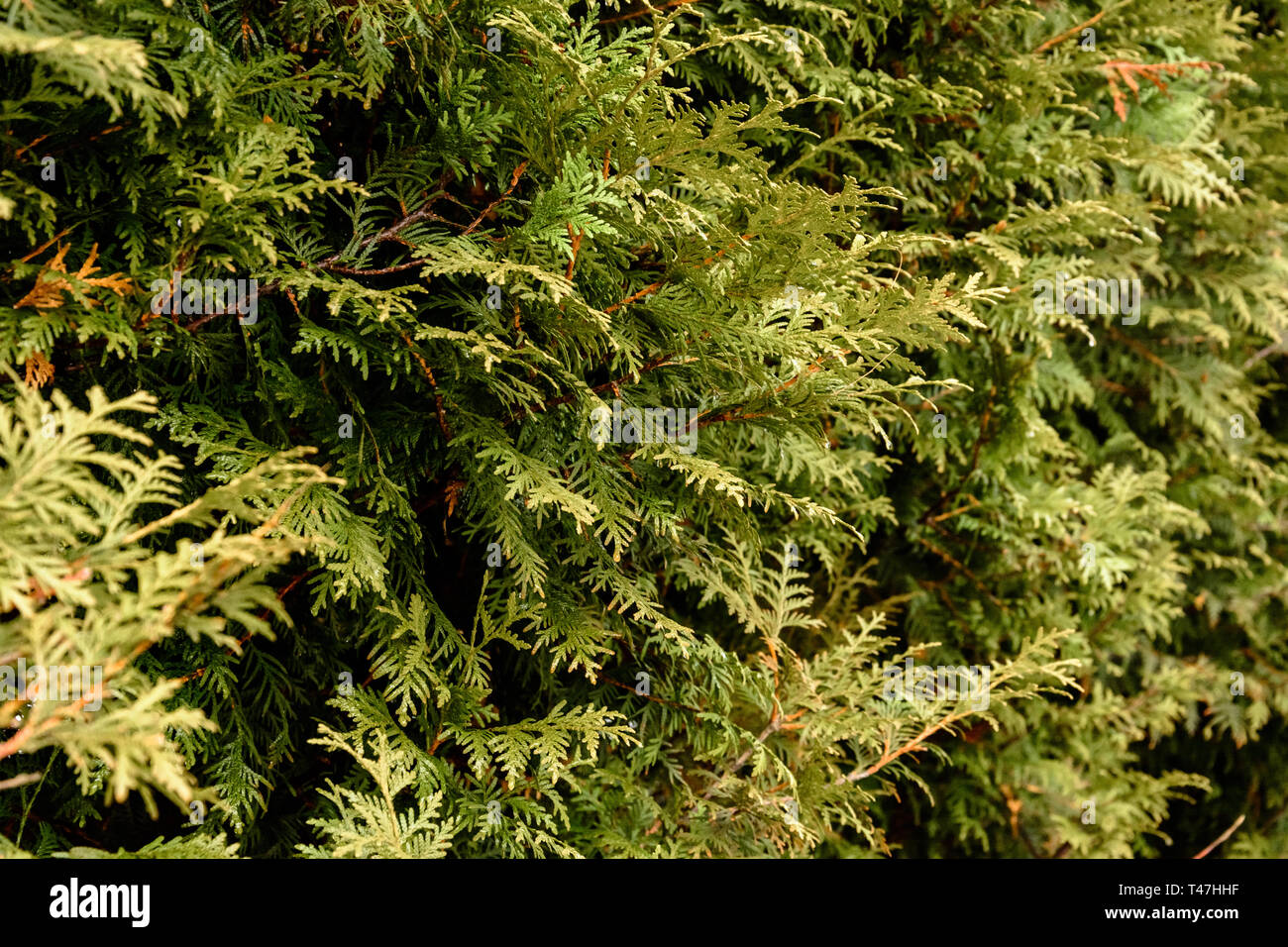 Detailed texture of conifer forest on hill close up, Background of tree ...