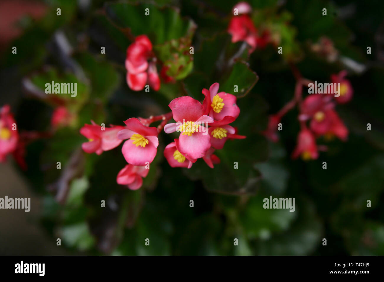 Cute blooms hi-res stock photography and images - Alamy