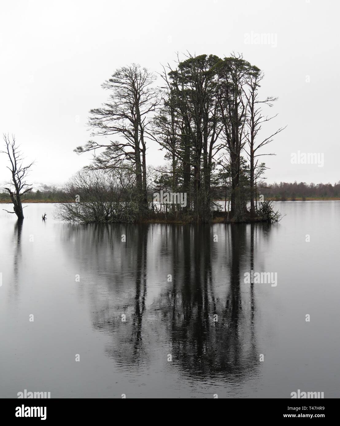 Scotland: Loch Garten nature reserve Stock Photo - Alamy