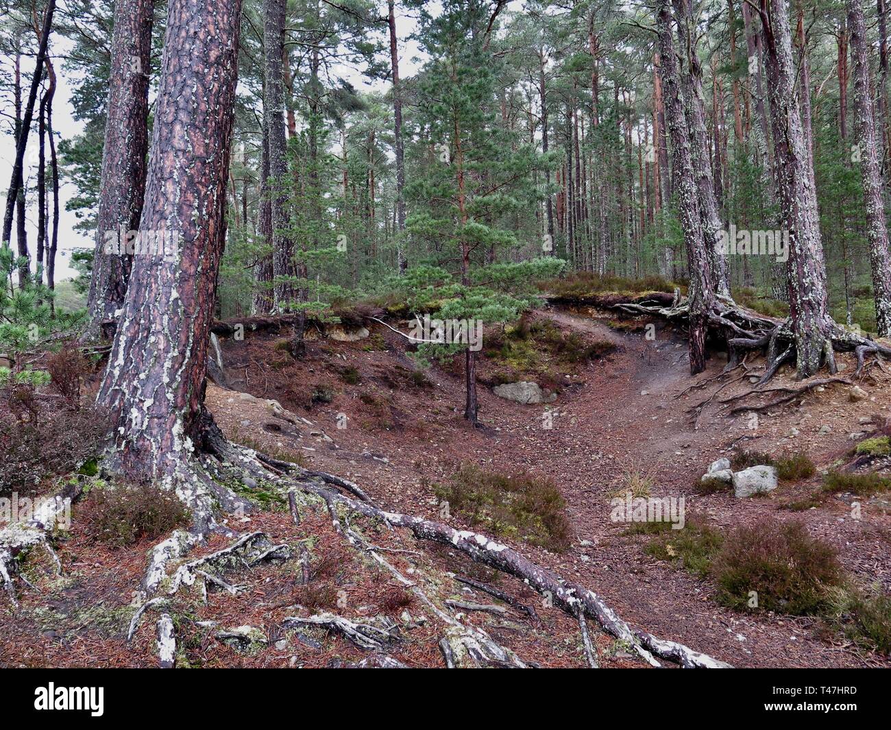 Loch garten rspb reserve hi-res stock photography and images - Alamy
